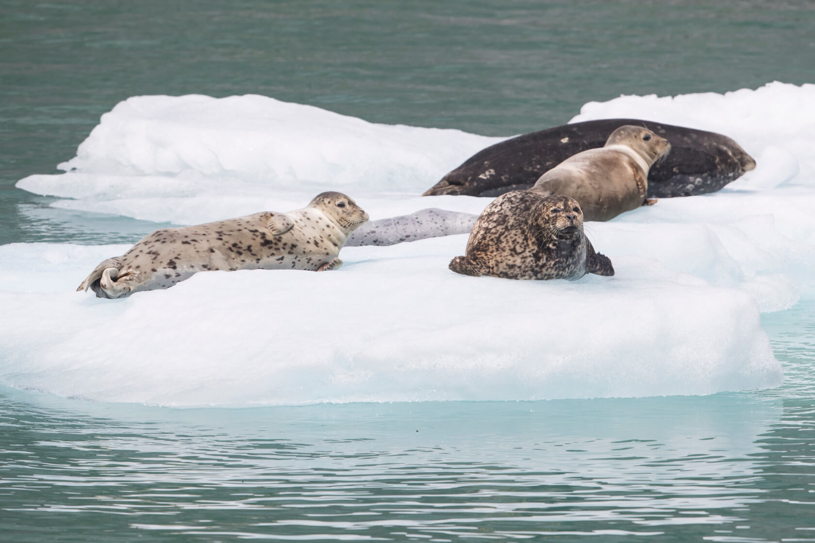 Exploring the Endicott Arm & Dawes Glacier | Current by Seabourn