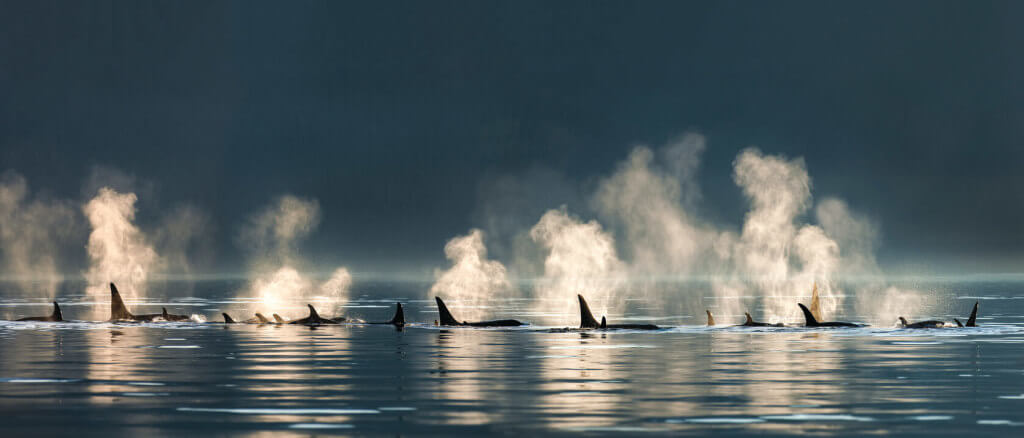The Marine Life of Alaska | The Current by Seabourn